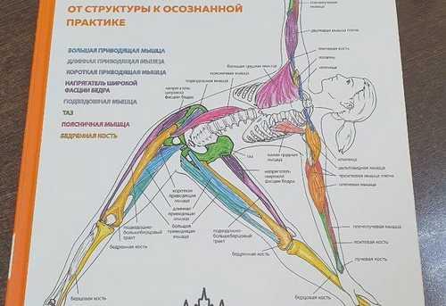 Анатомия йоги