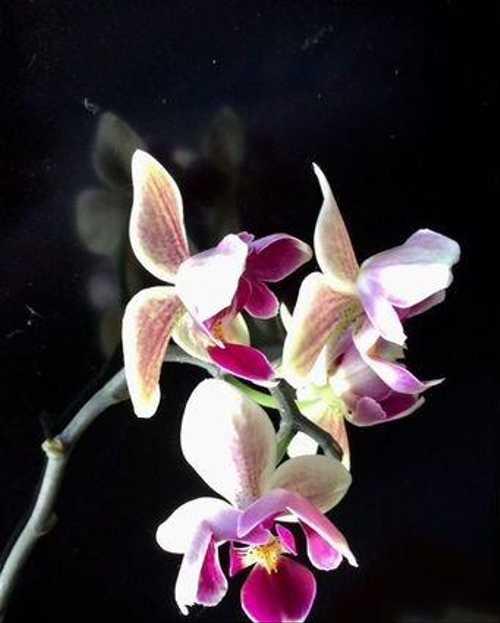 Орхидея фаленопсис миниатюрная
