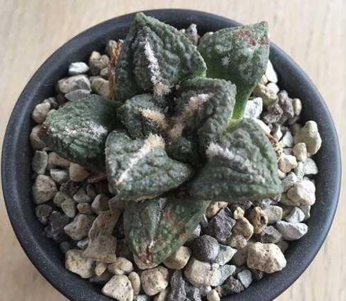 Ариокарпус (Ariocarpus fissuratus)