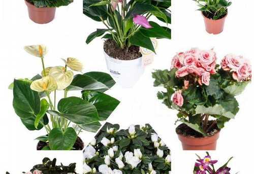 Цветущие растения на заказ
