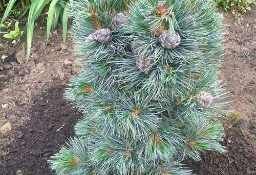 Pinus cembra Glauca С2 20см