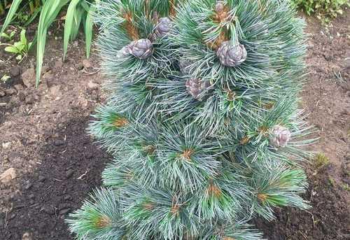 Pinus cembra Glauca С2 20см