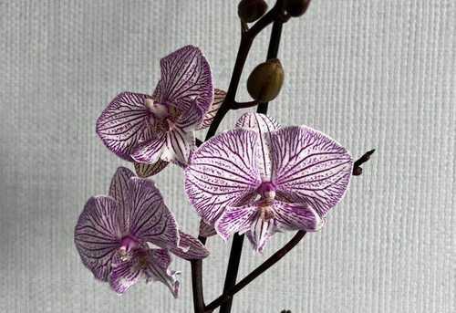 Орхидея фаленопсис биглип