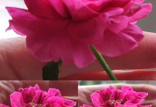 Комнатная роза сорт Малиновая
