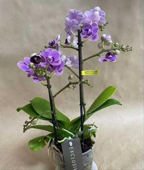 Орхидея фаленопсис 2st Violet Queen
