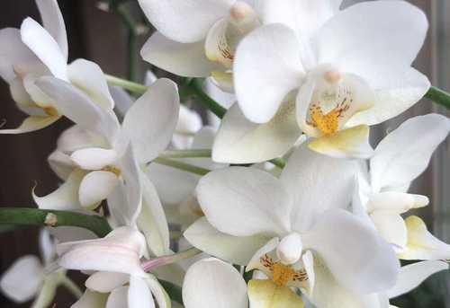 Орхидея фаленопсис Soft Cloid
