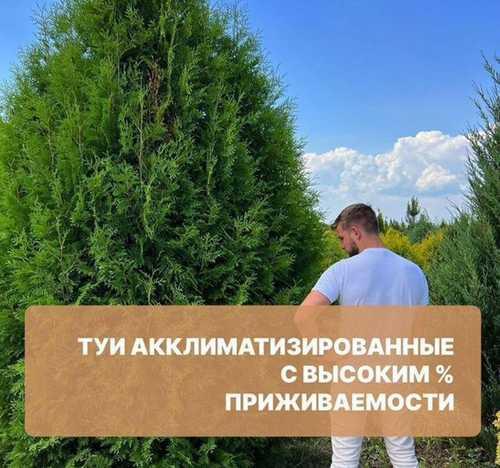 Туя брабант из питомника с доставкой