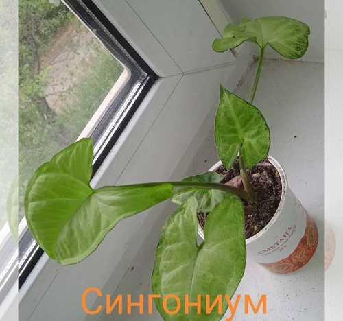 Сингониум