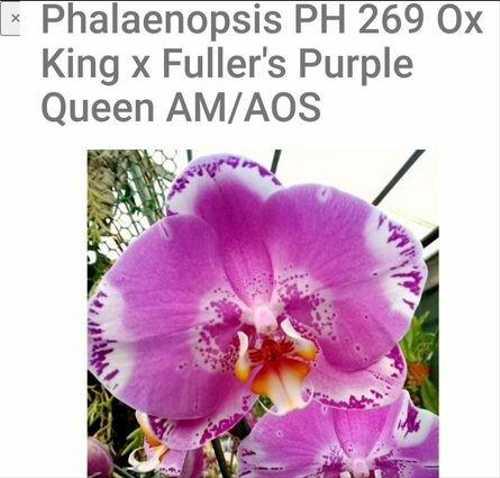 Орхидея фаленопсис Ox King x Fuller s Purple Queen