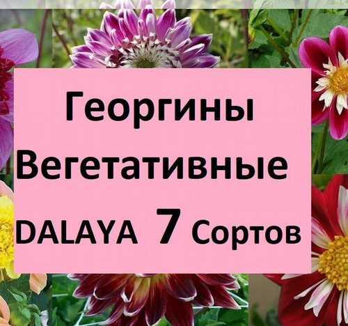 Георгины Вегетативные dalaya -7- Сортов