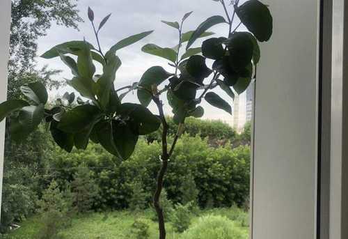 Лимон дерево-сад