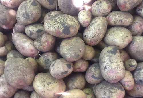 Продам семена картофеля с доставкой