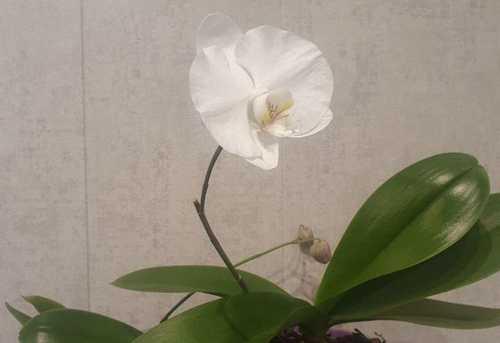 Орхидея фаленопсис 2 шт с кашпо