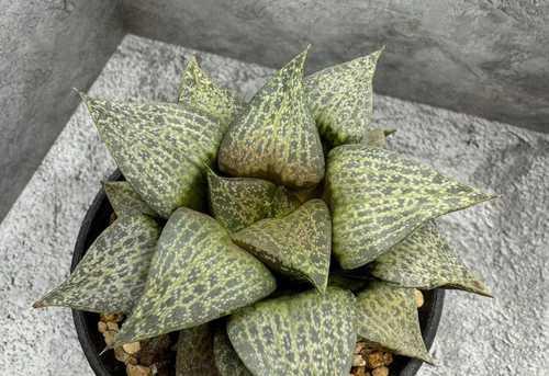 Haworthia Comptoniana "Amazones" (Хавортия)