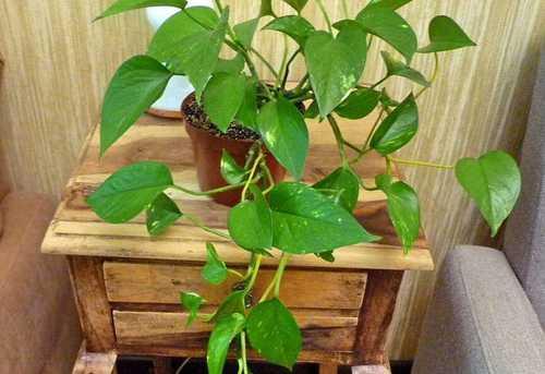 Сциндапсус (эпипремнум) комнатное растение
