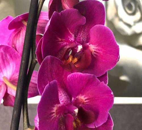 Орхидея фаленопсис Стелленбош Бабочка