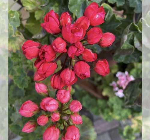 Пеларгония тюльпановидная