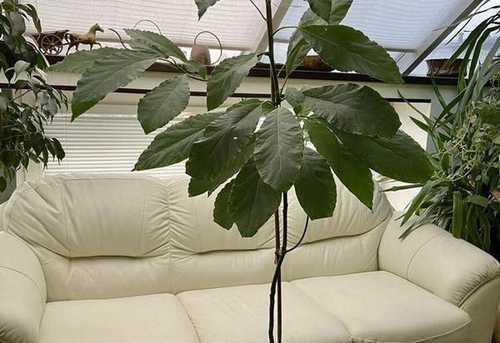 Комнатные растение Авокадо