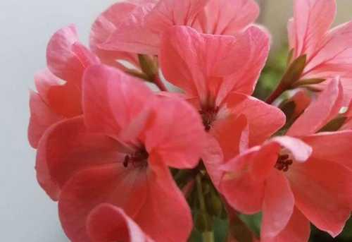 Пеларгония герань розовая цветущий черенок
