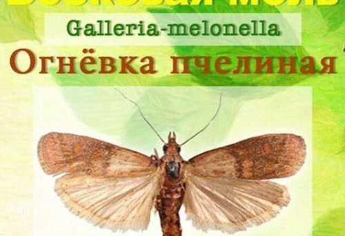 Восковая моль
