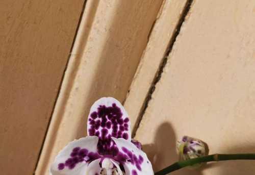 Орхидея фаленопсис бабочка Марракеш/Танго