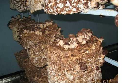 Готовые созревшие блоки гриба шиитаки штамма NA