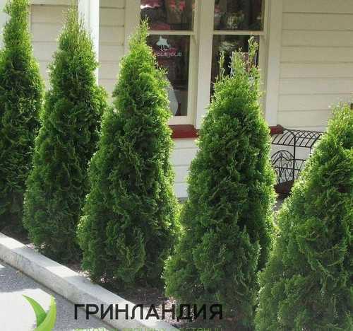 Туя с гарантией приживаемости