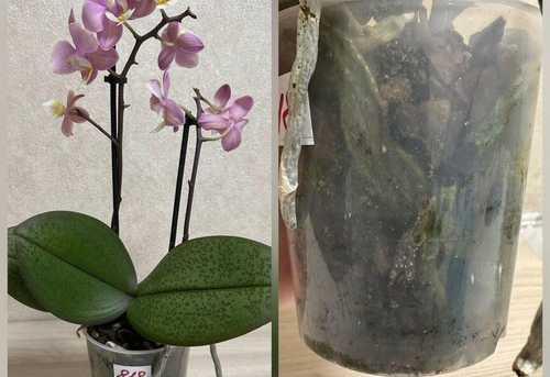 Орхидея фаленопсис парфюмерная фабрика Melion
