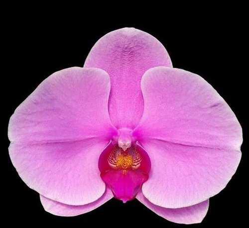 Орхидея Phal. Pengbo Little Pink Delight