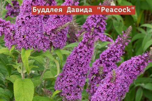 Буддлея Давида Peacock С3 30-40 см