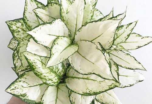 Белые комнатные растения (аглаонема, антуриум идр)