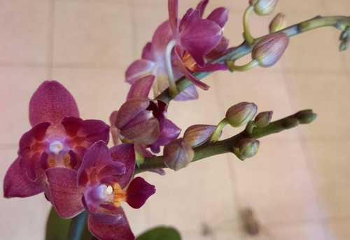 Орхидея фаленопсис мини бабочка, пелор