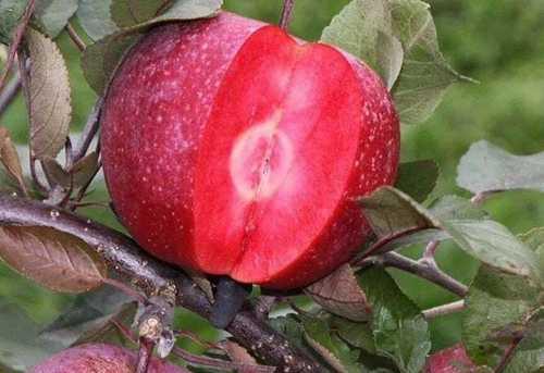 Саженцы яблони Ред Кетти