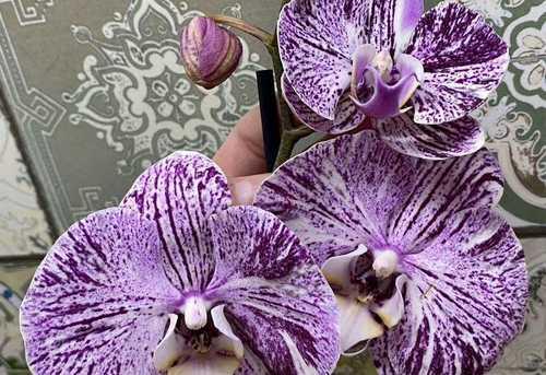 Орхидея фаленопсис Белый шоколад