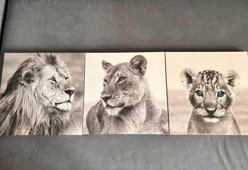 Картины на холсте львы