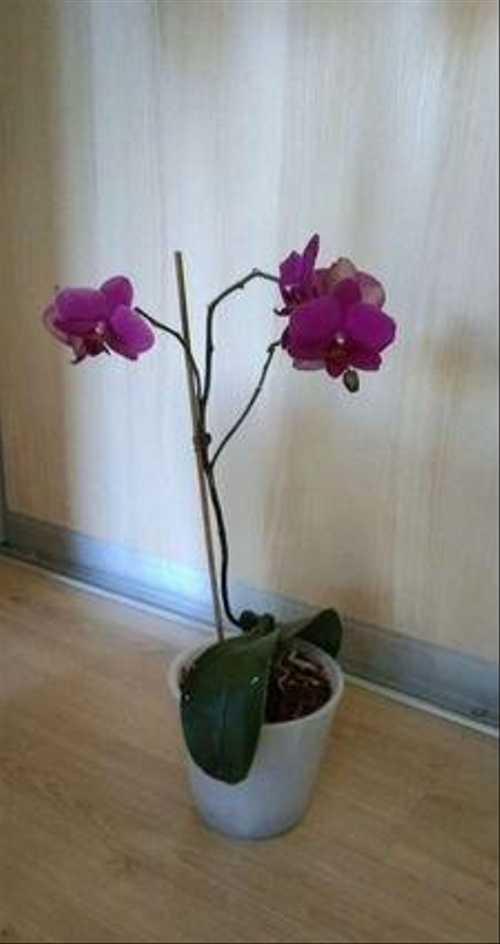 Орхидея фаленопсис в новом двойном кашпо