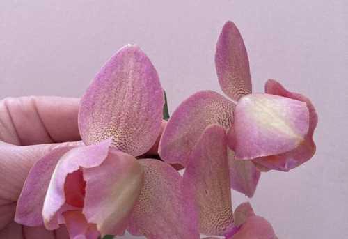 Орхидея Легато Пелор. Цветет