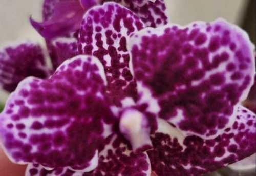 Орхидея фаленопсис мини, цветущие