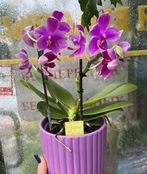 Орхидея фаленопсис Виолацея арома