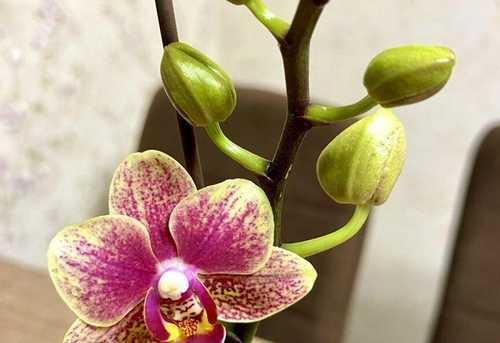 Цветет. Орхидея Bowdion