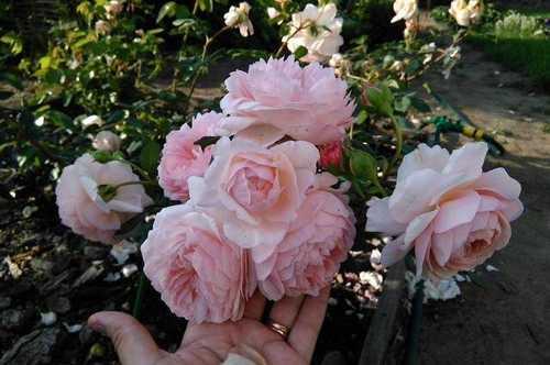 Продам английские кустовые розы
