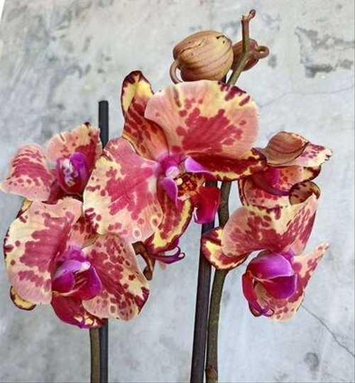 Орхидея фаленопсис Аркс Рей (Иса)