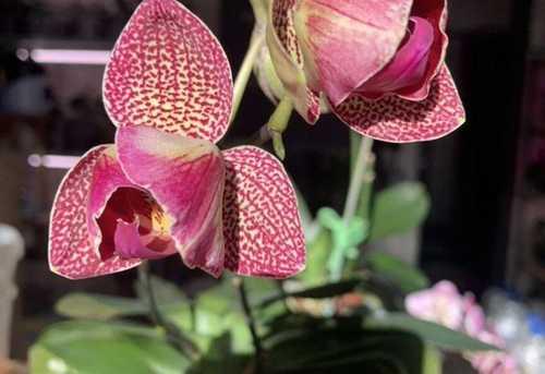 Орхидея фаленопсис Кимоно/пелорик