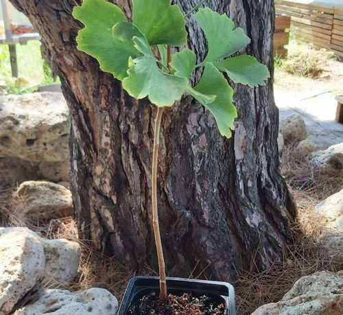 Гинкго Билоба