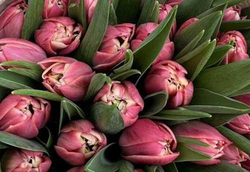 Тюльпаны 25 51 101 тюльпан Цветы Букеты на 8 марта