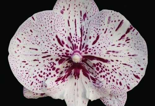 Орхидея фаленопсис Метеор