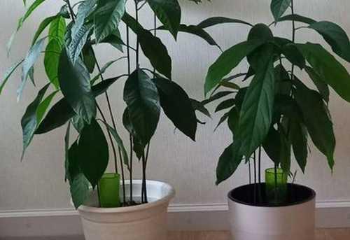 Домашние напольные растения 85-95 см