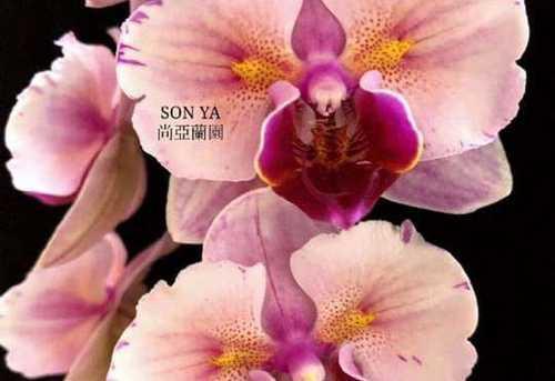 Орхидея фаленопсис бабочка Pink Beauty от Son ya