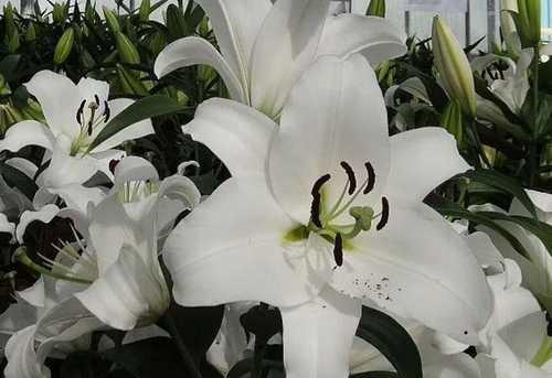 Лилия белая сорт Vestaro
