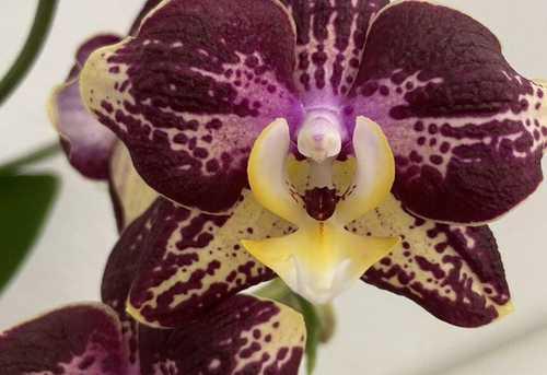 Орхидея пиниф